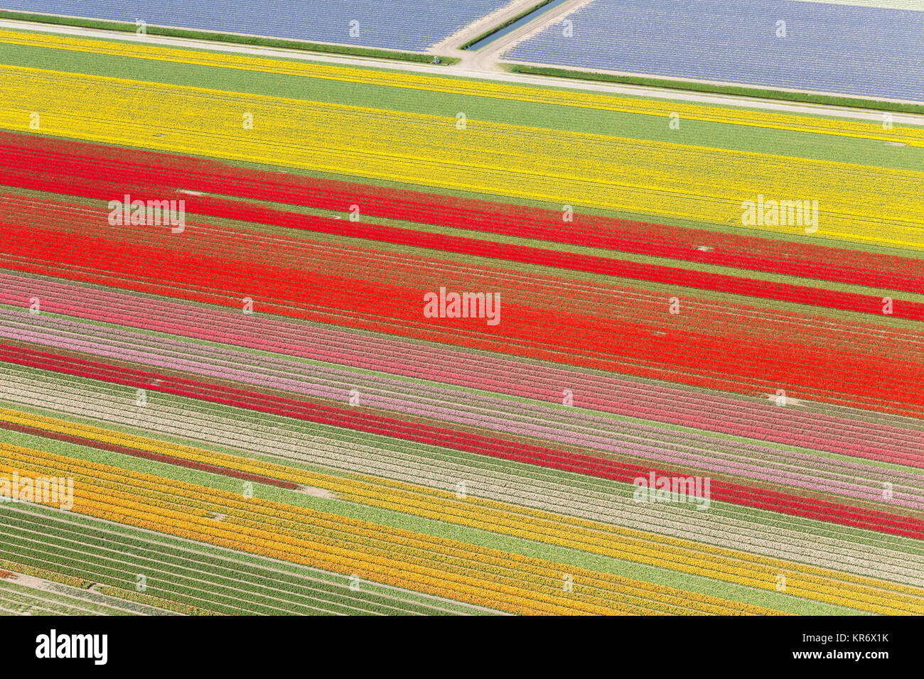 Aerial view of rows of colourful fields of tulips Stock Photo - Alamy