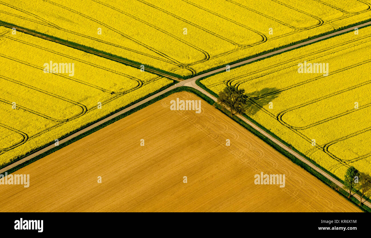 Canola fields, field structures, crossroads, crossroads, cornfields ...