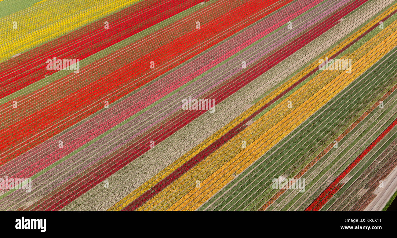 Aerial view of rows of colourful fields of tulips Stock Photo - Alamy