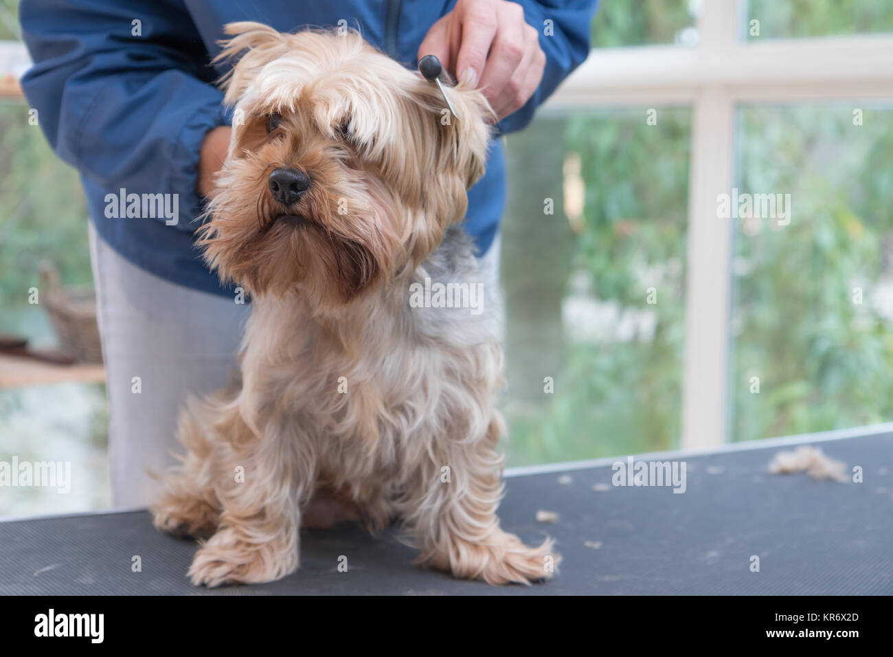 Combing Yorkshire terrier dog. Horizontally Stock Photo - Alamy