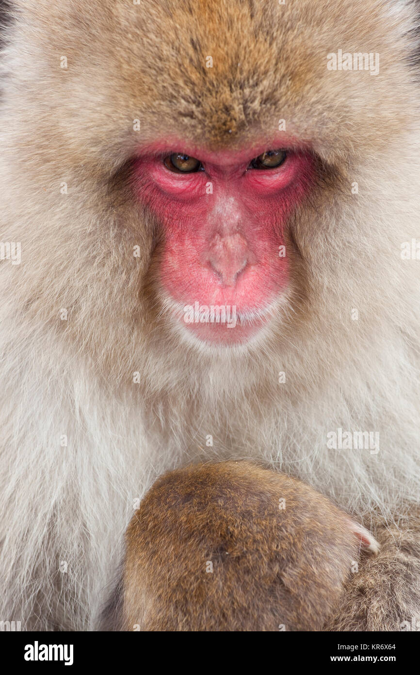 Japanese Macaque (Macaca fuscata) in the winter snow, Joshin-etsu ...
