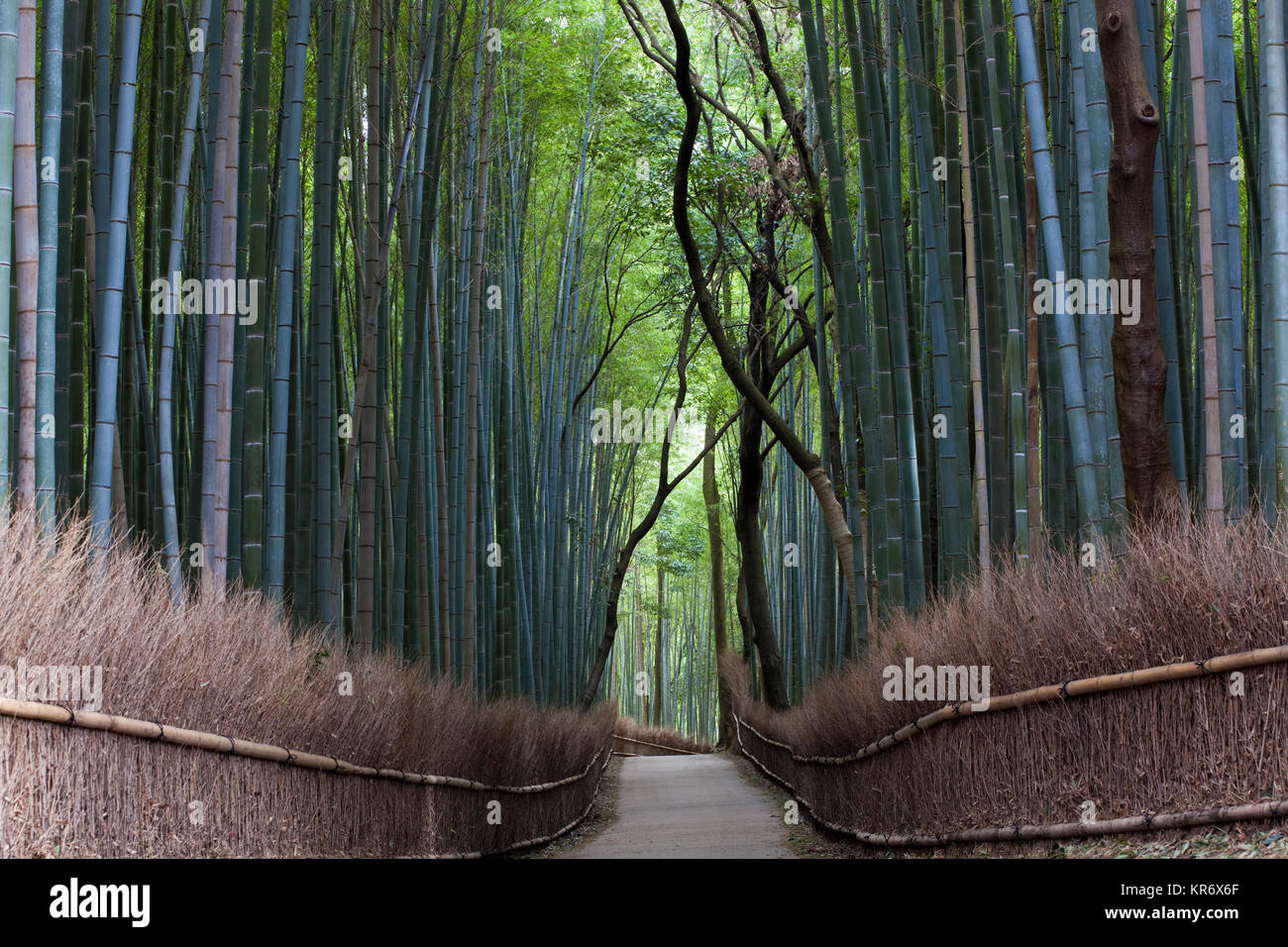 View along path lined with tall bamboo trees Stock Photo - Alamy