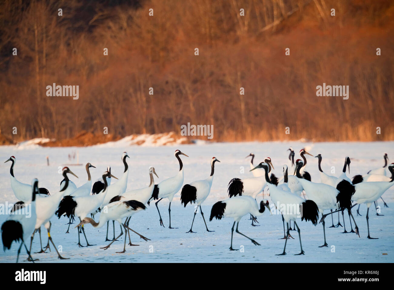 Red Crowned Crane Image High Resolution Stock Photography and Images ...