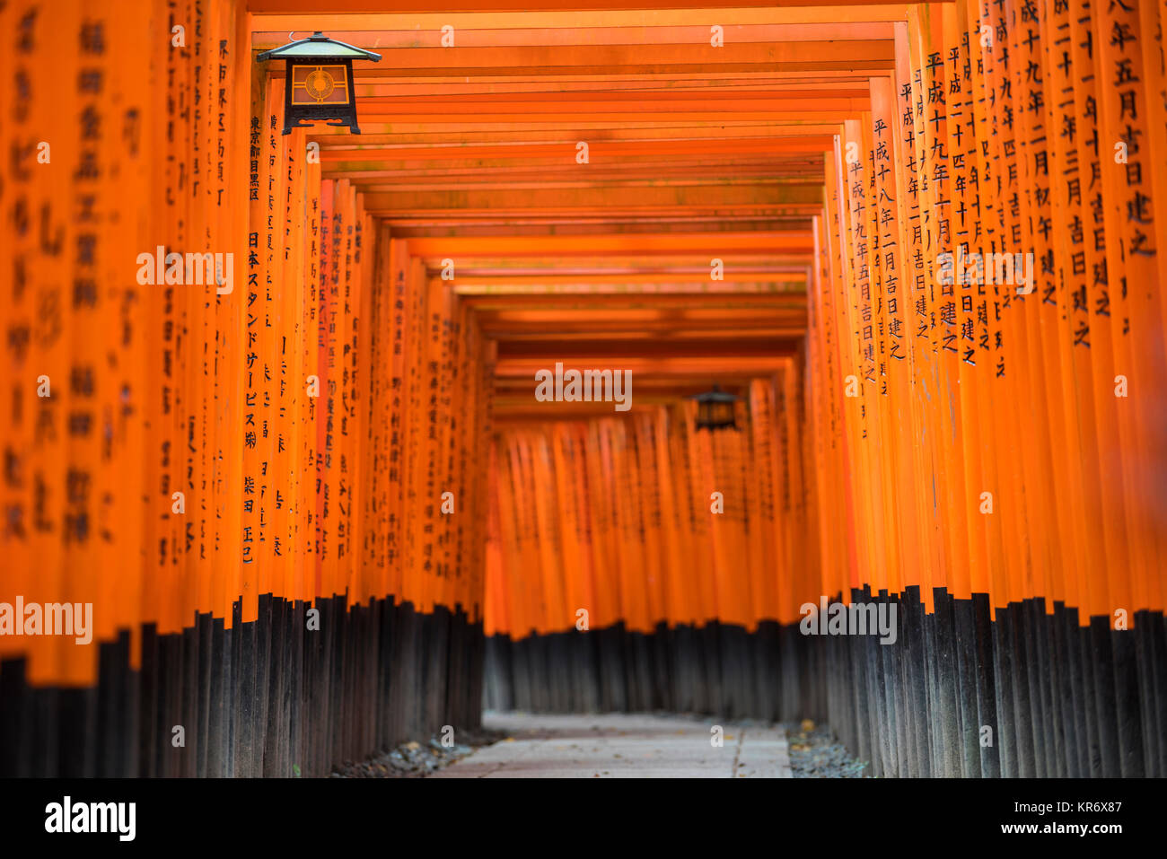 Long line of black and orange traditional Torii at a Japanese shrine ...