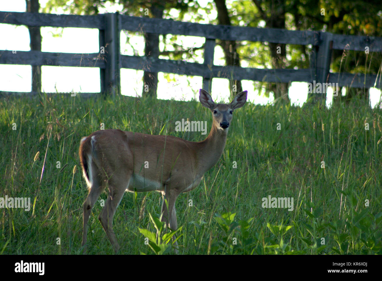 Deer in Virginia's countryside, USA Stock Photo - Alamy