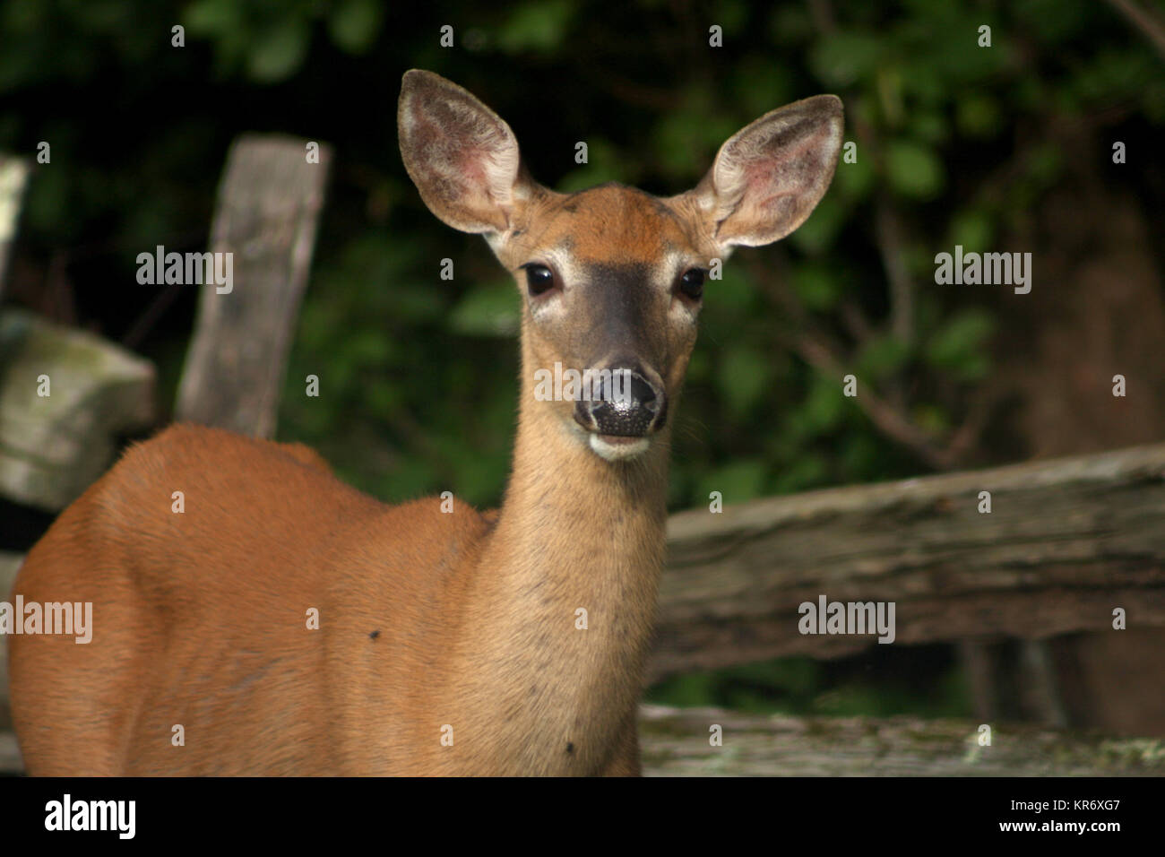 Close up of deer's face Stock Photo - Alamy