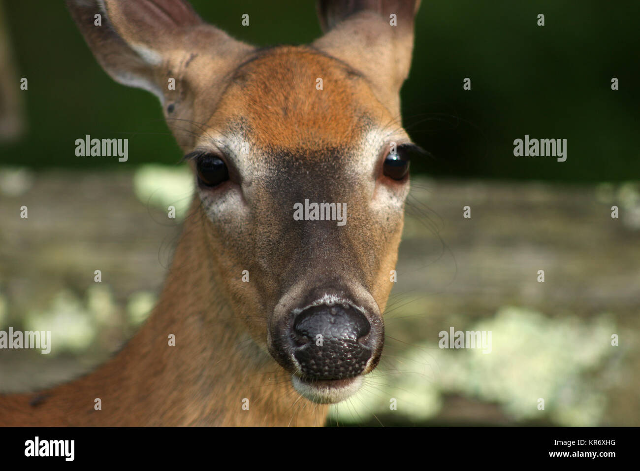 Close up of deer's face Stock Photo - Alamy