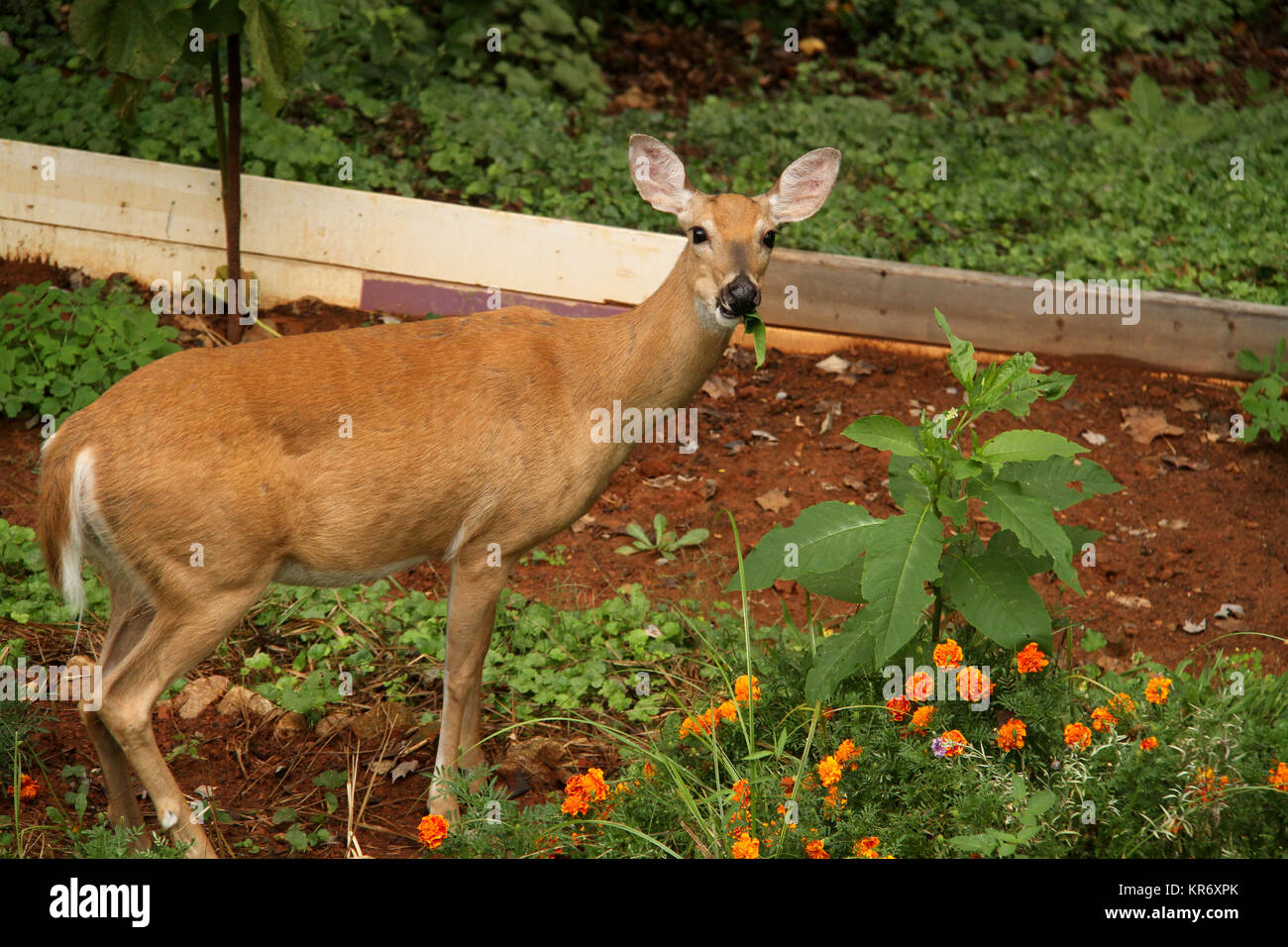 Female deer eating in backyard Stock Photo - Alamy