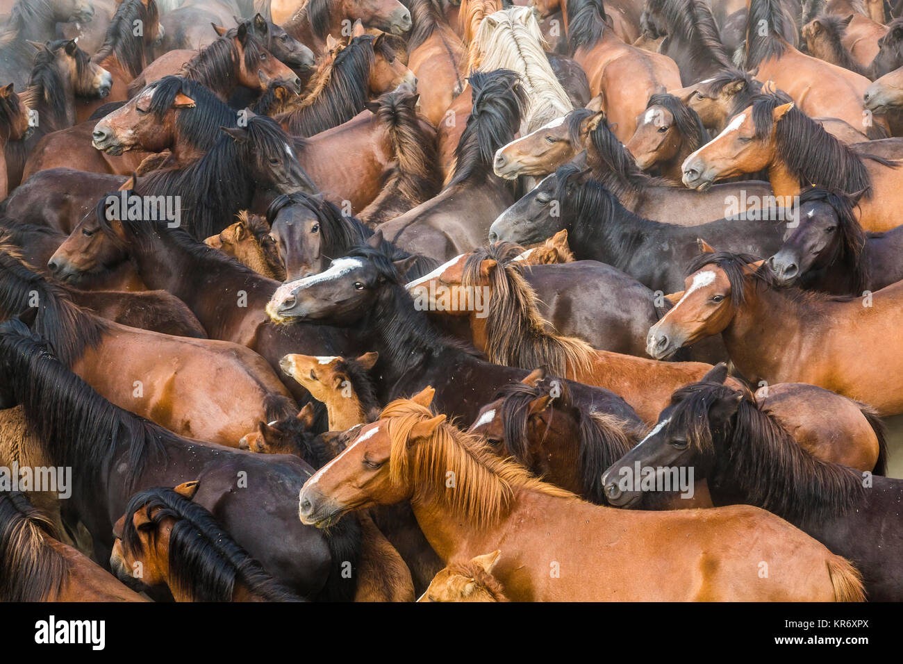 Large herd wild horses hi-res stock photography and images - Alamy