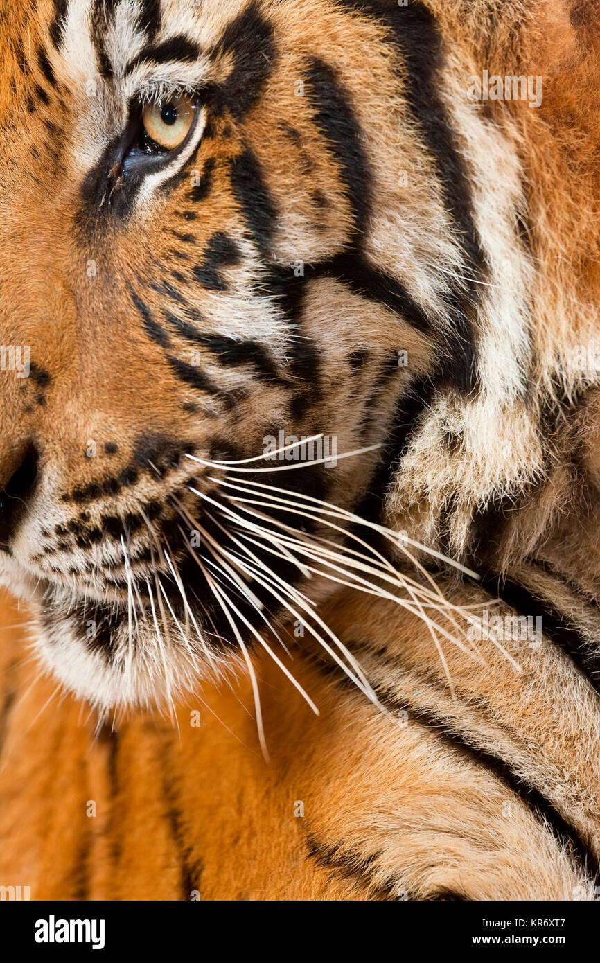 Close up of a tigers head, fur pattern, whiskers and eye Stock Photo ...