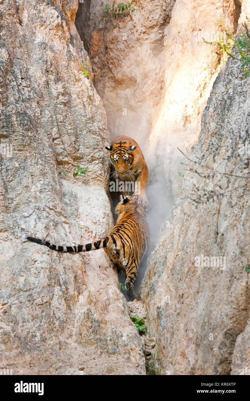 High angle view of two tigers in a narrow gorge Stock Photo - Alamy