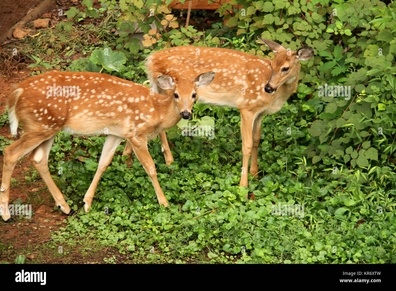 Roe deer with two fawns hi-res stock photography and images - Alamy