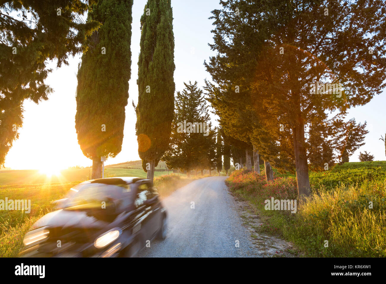 Car driving along rural road lined with Cypress trees at sunset Stock ...