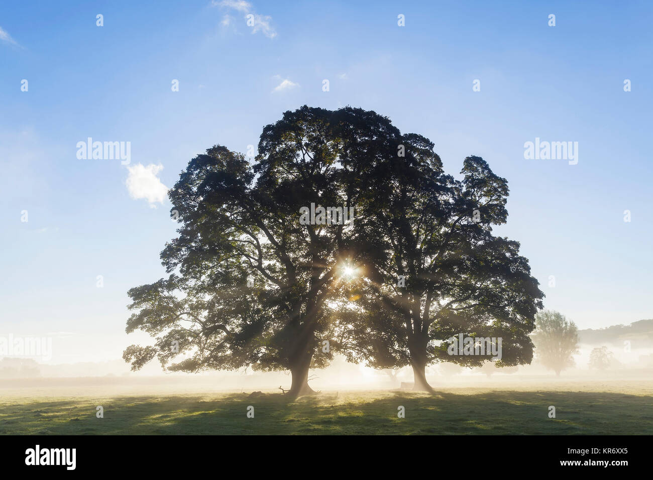 Two trees sunrise hi-res stock photography and images - Alamy