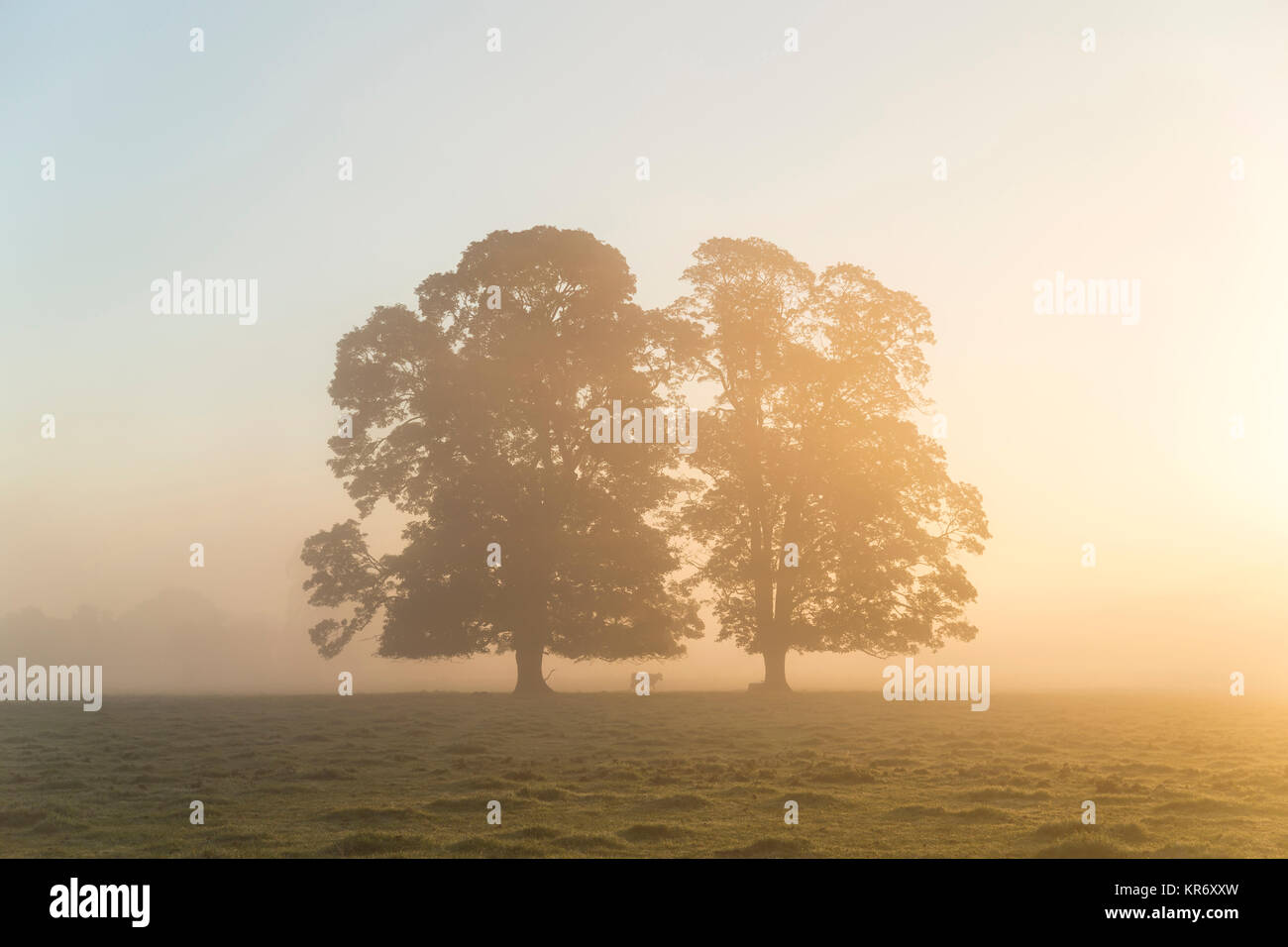 Oak trees in misty sunrise hi-res stock photography and images - Alamy