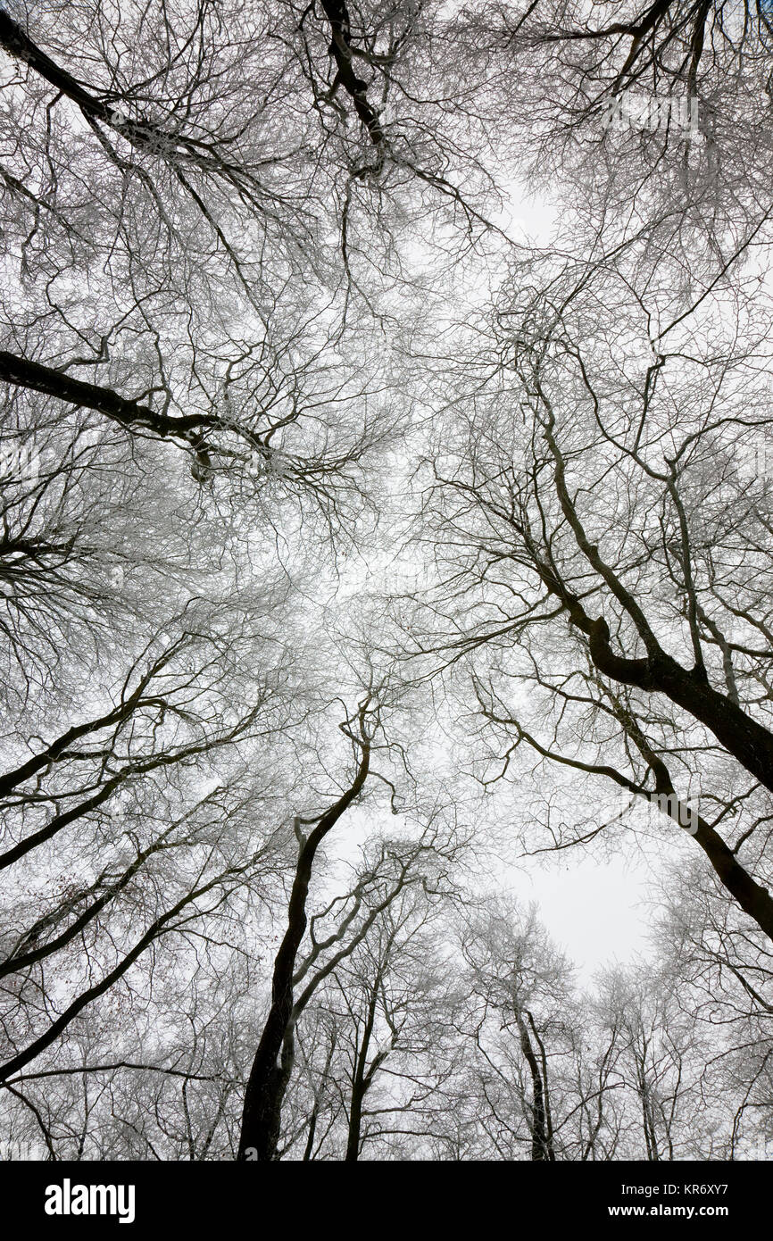 Low angle view of tree canopy in winter Stock Photo - Alamy