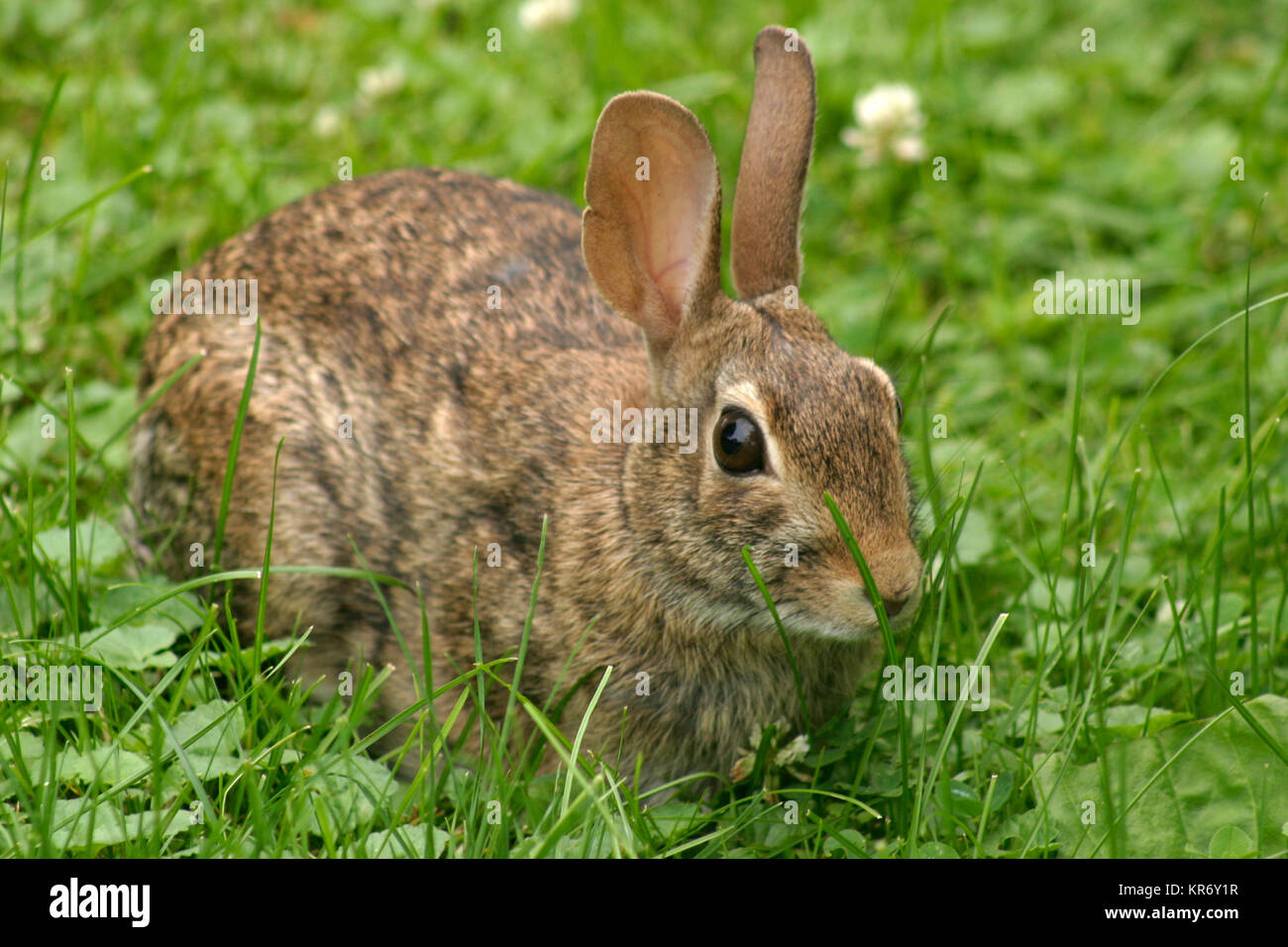 Small brown rabbit, United States Stock Photo - Alamy