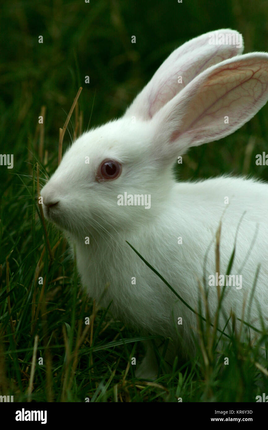 White pet rabbit Stock Photo - Alamy