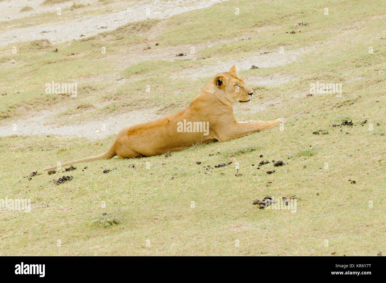 Closeup of a Lion pride (scientific name: Panthera leo, or "Simba" in ...