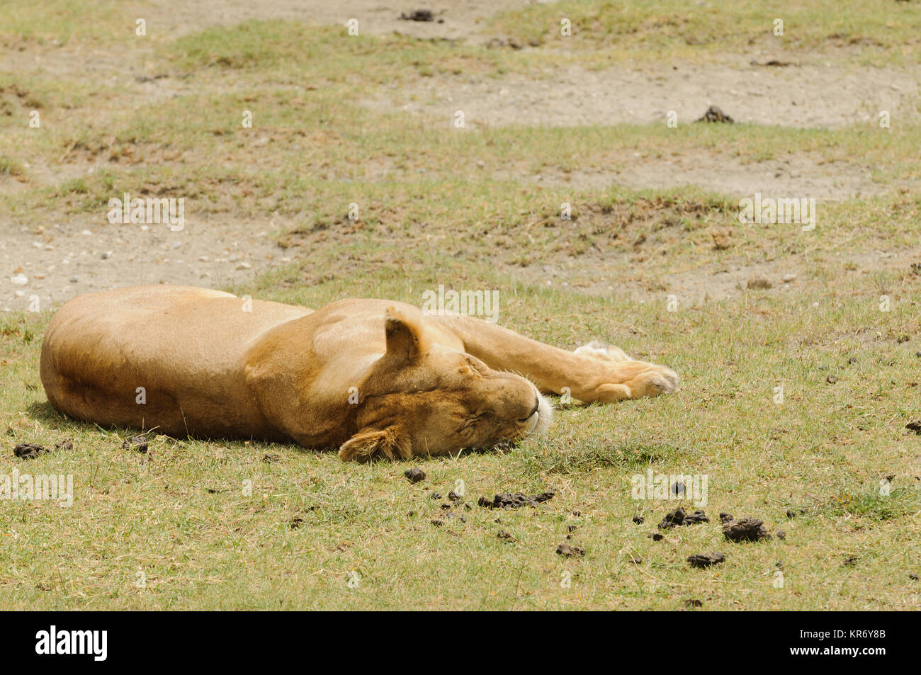 Closeup of a Lion pride (scientific name: Panthera leo, or "Simba" in ...