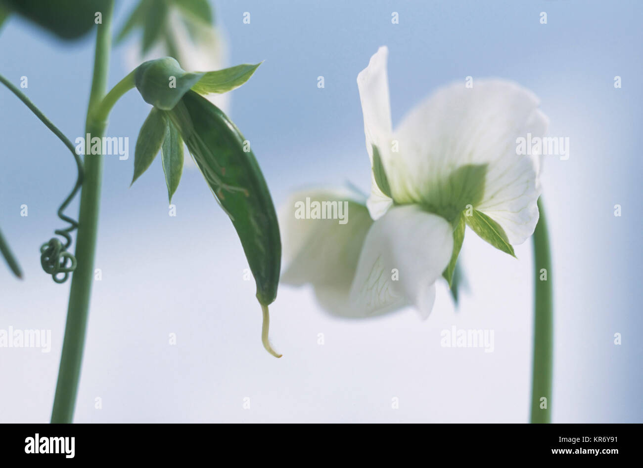Sweat pea, Lathyrus odoratus, Close up showing both seed pod and flower ...
