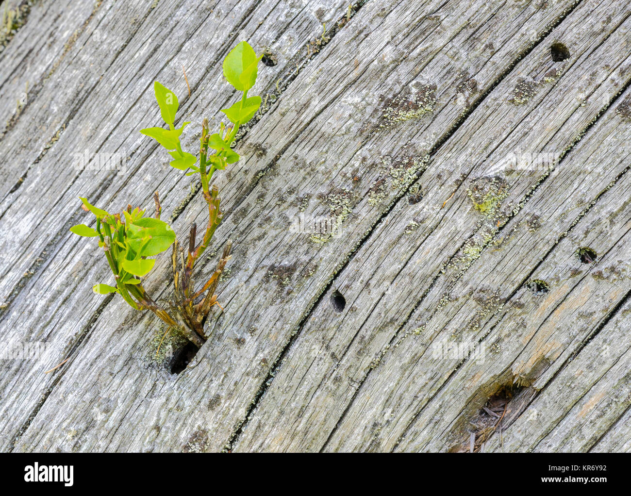 detail shot showing a green shoot on weathered wood Stock Photo - Alamy