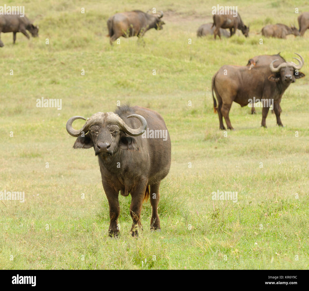 Nyati High Resolution Stock Photography and Images - Alamy