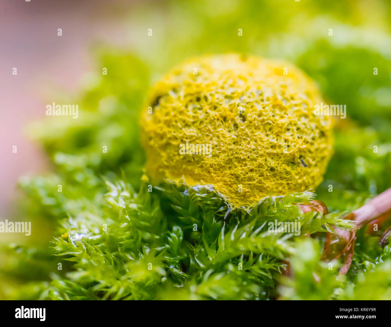 Yellow slime mold hi-res stock photography and images - Alamy