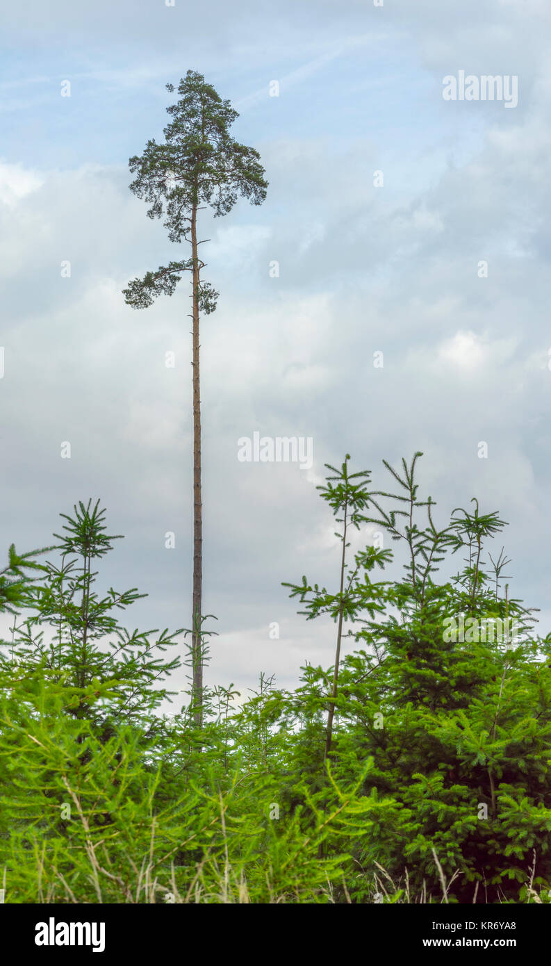 very high tree in above dense forest vegetation Stock Photo - Alamy