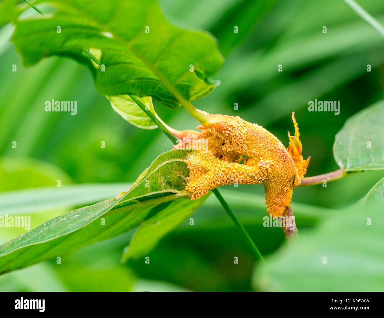 Plant gall hi-res stock photography and images - Alamy