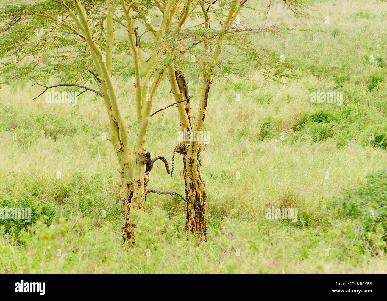 Closeup of a Leopard (scientific name: Panthera pardus, or "Chui" in ...