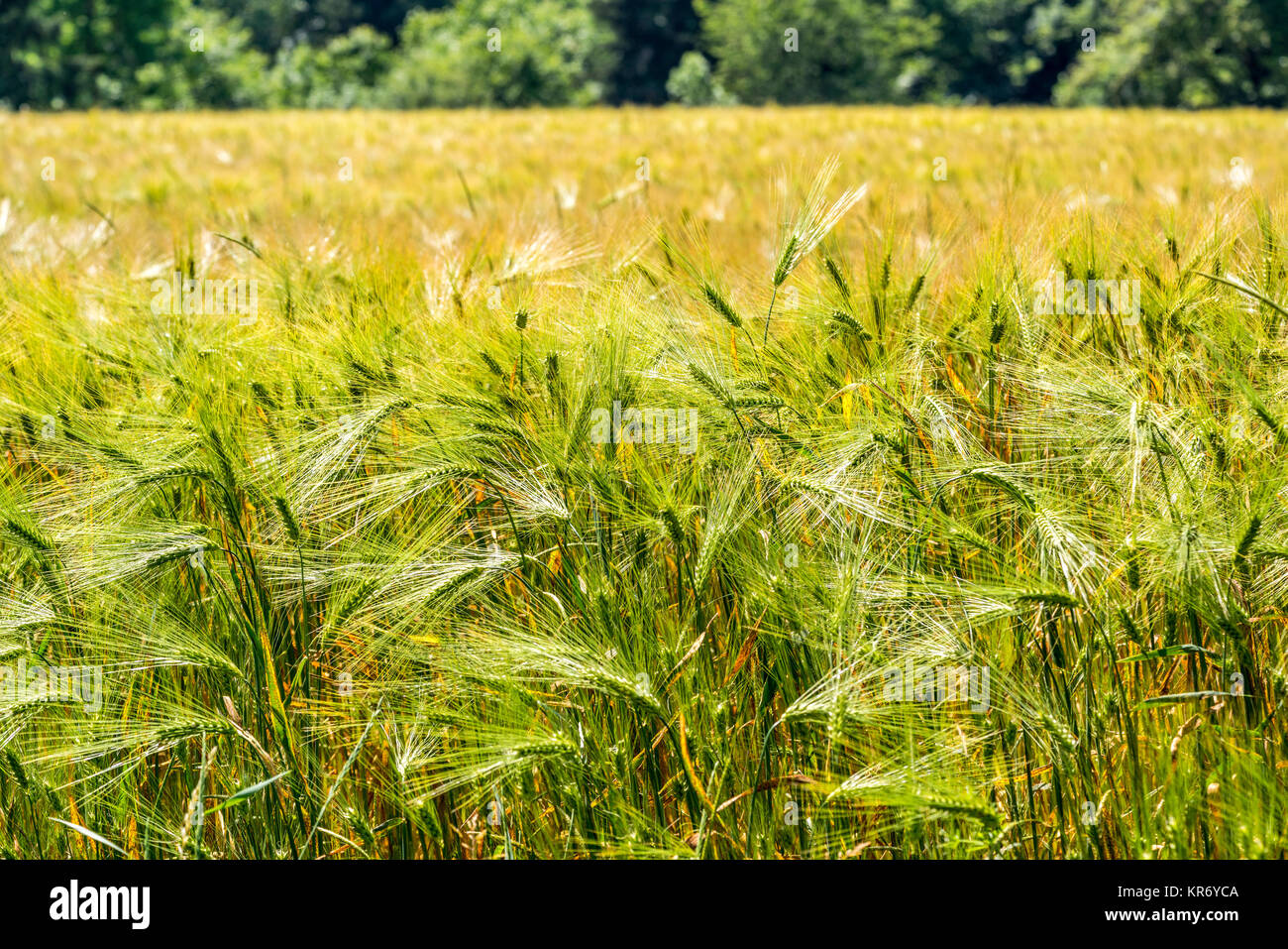 outdoor scenery of a grain field with spica Stock Photo - Alamy