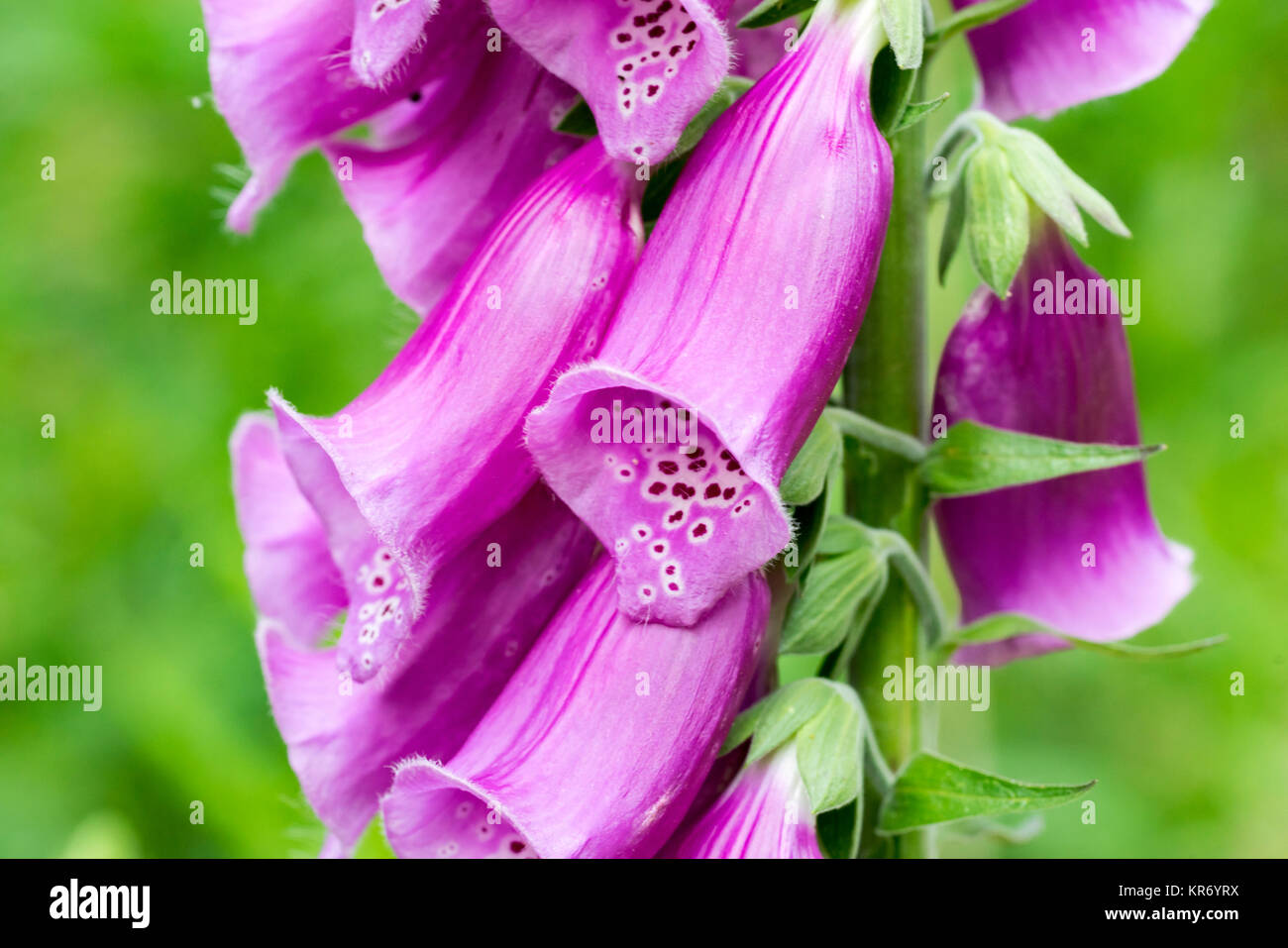 closeup shot of common foxglove flowers in natural vegetation ambiance ...