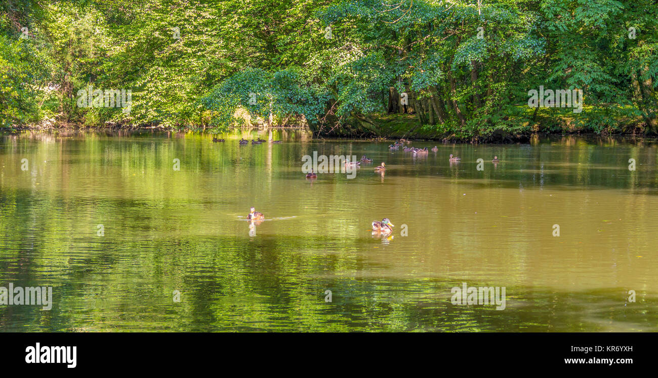 peaceful sunny park scenery including some mallards swimming in a ...