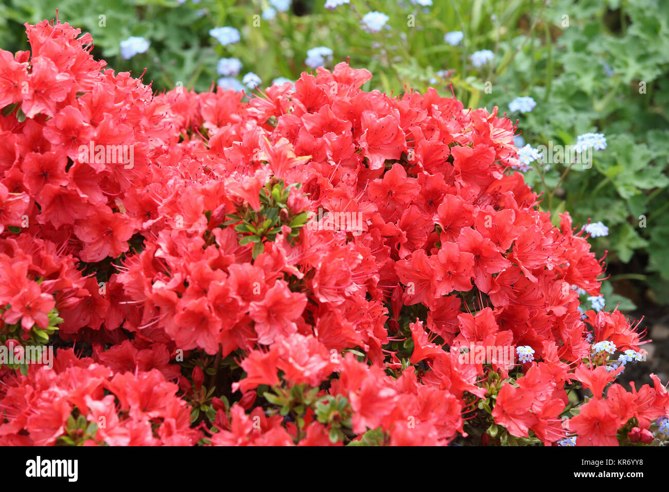 Azalea, deep pink azalea in full flower Stock Photo - Alamy