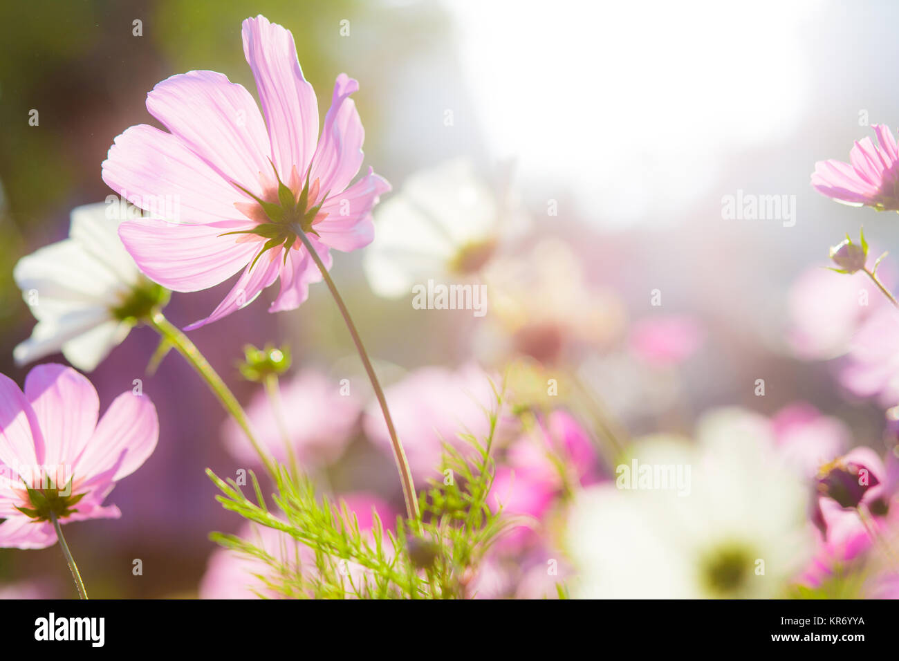 Beautiful cosmo flower field hi-res stock photography and images - Alamy
