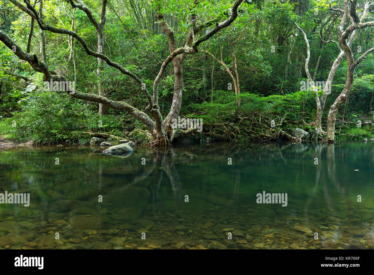 Forest and pond Stock Photo - Alamy