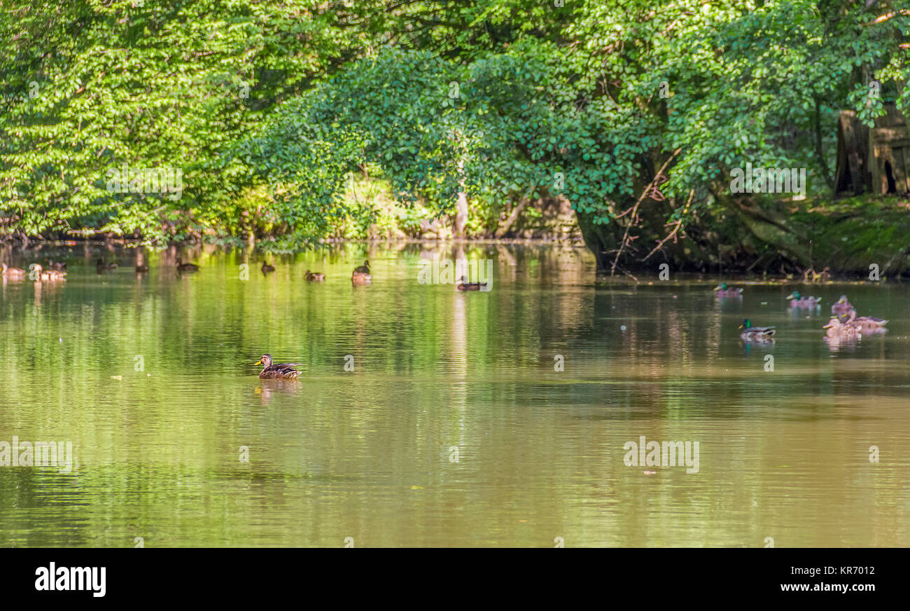 peaceful sunny park scenery including some mallards swimming in a ...