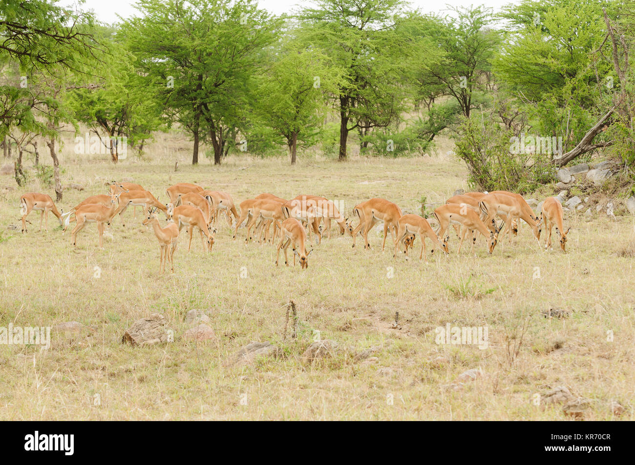 Herd of Impala (scientific name: Aepyceros melampus, or "Swala pala" in ...