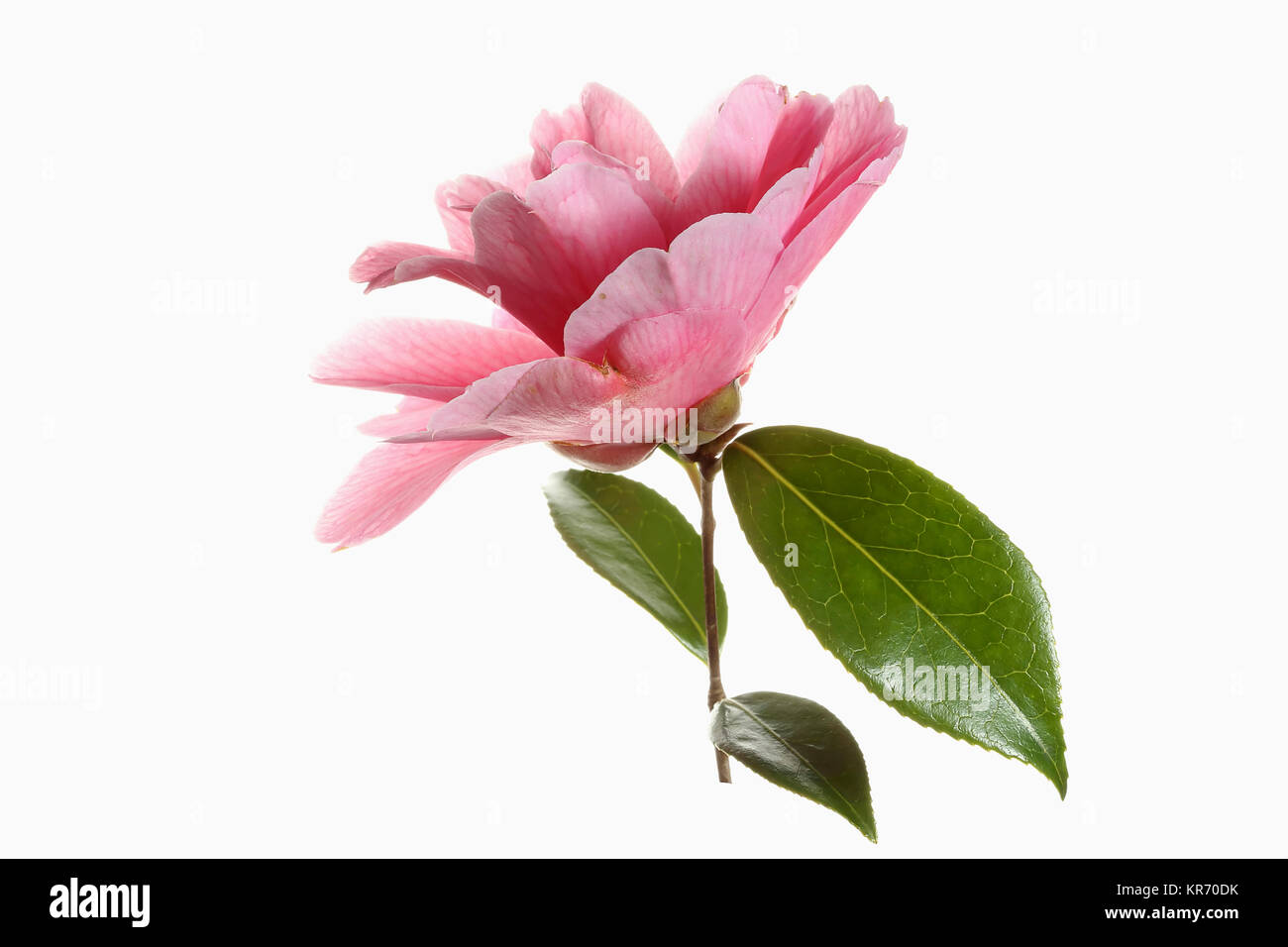 Camellia, Side view of a single pink camellia flower with leaves on a ...