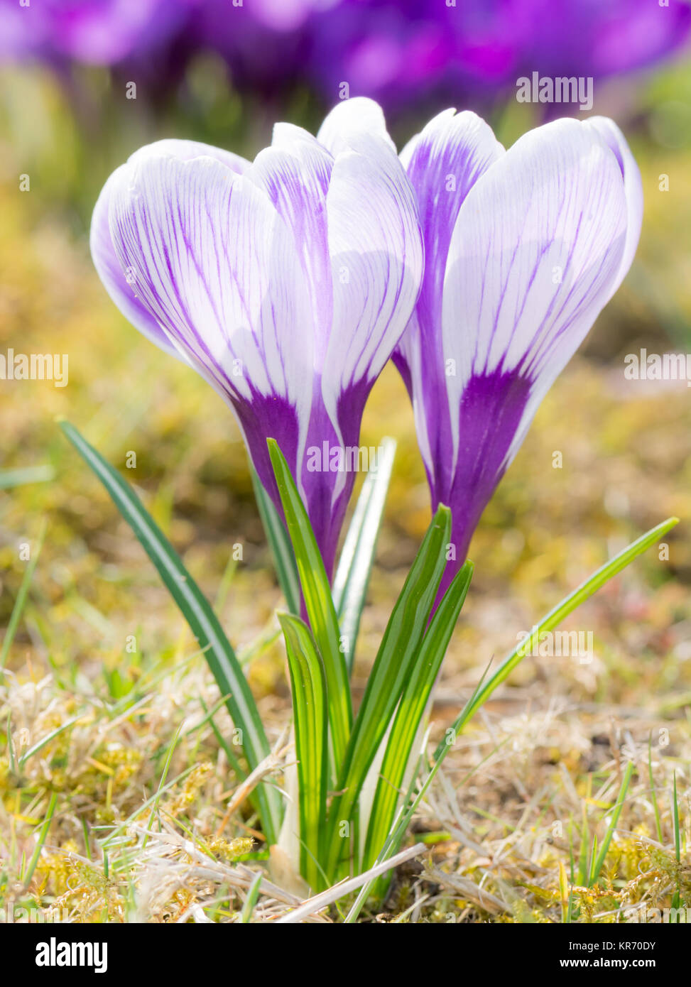 Purple and white Crocus Flowers in the grass Stock Photo - Alamy