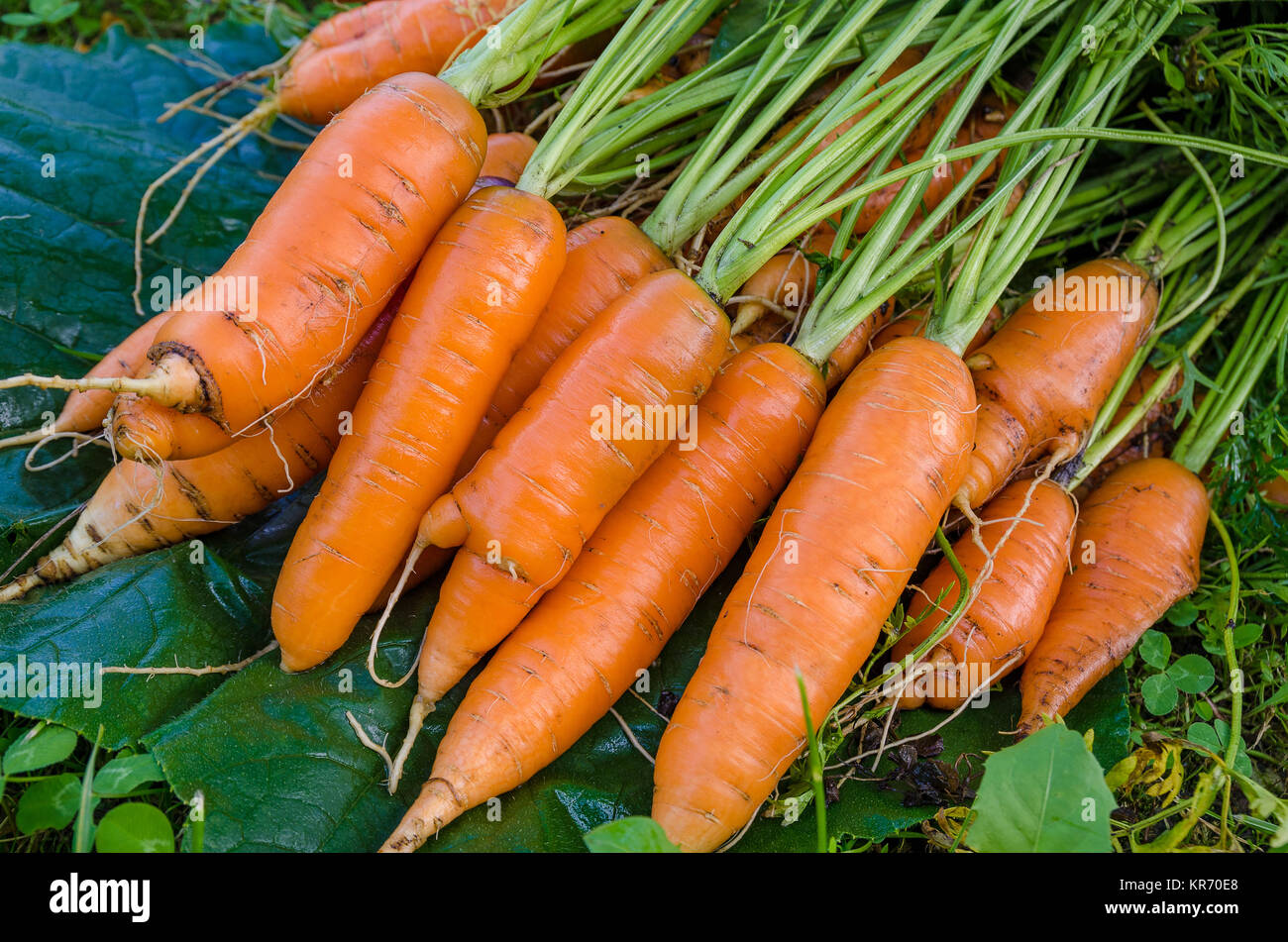 Carrots vegetables garden Stock Photo - Alamy