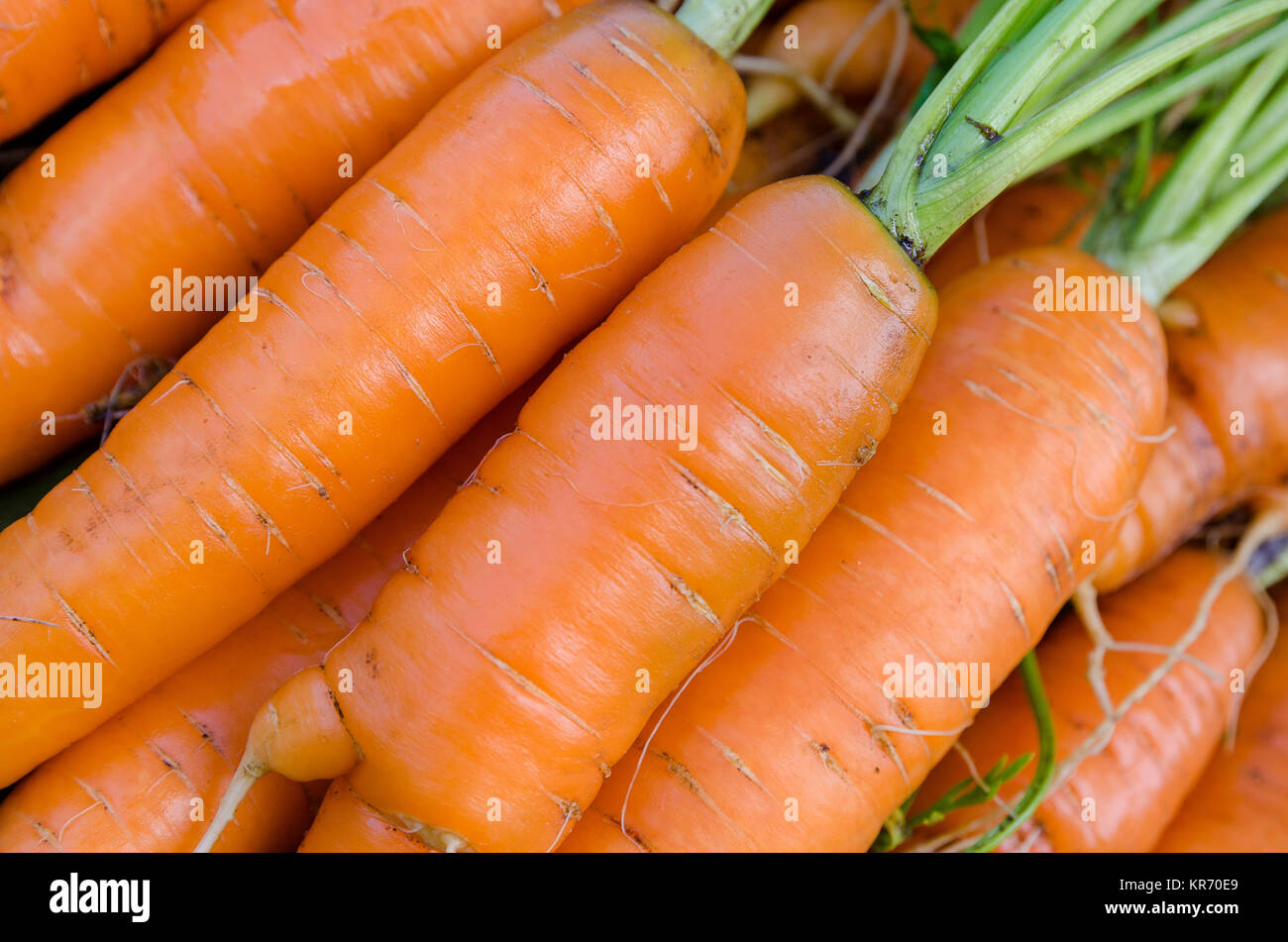 Carrots vegetables garden Stock Photo - Alamy