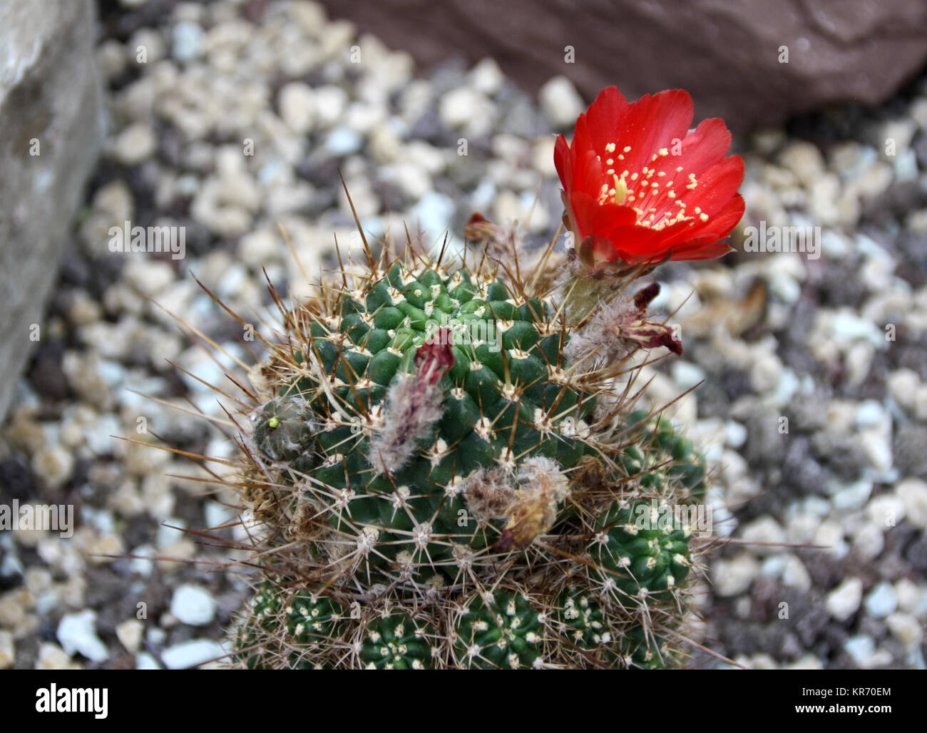 Cactus lobivia hi-res stock photography and images - Alamy