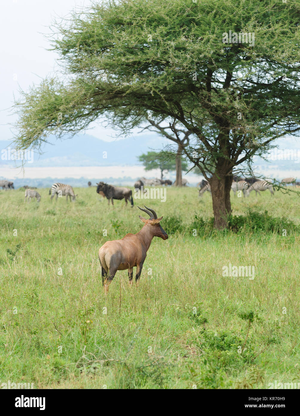Closeup of Topi (scientific name: Damaliscus lunatus jimela or "Nyamera ...