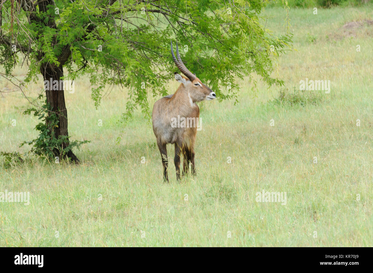 Wildlife of serengeti national park hi-res stock photography and images ...