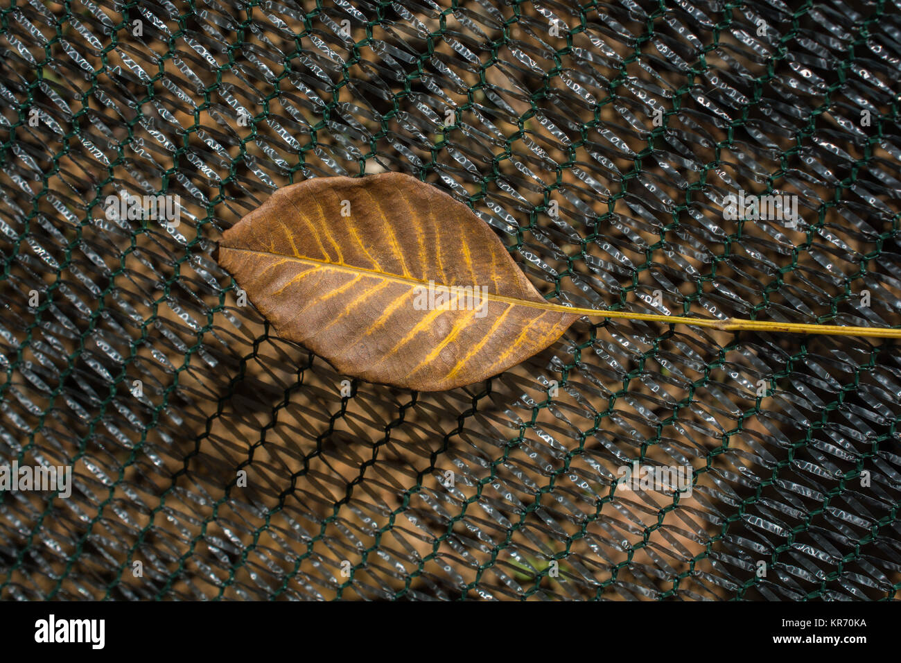 One separate dry leaf of Autumn times Stock Photo - Alamy