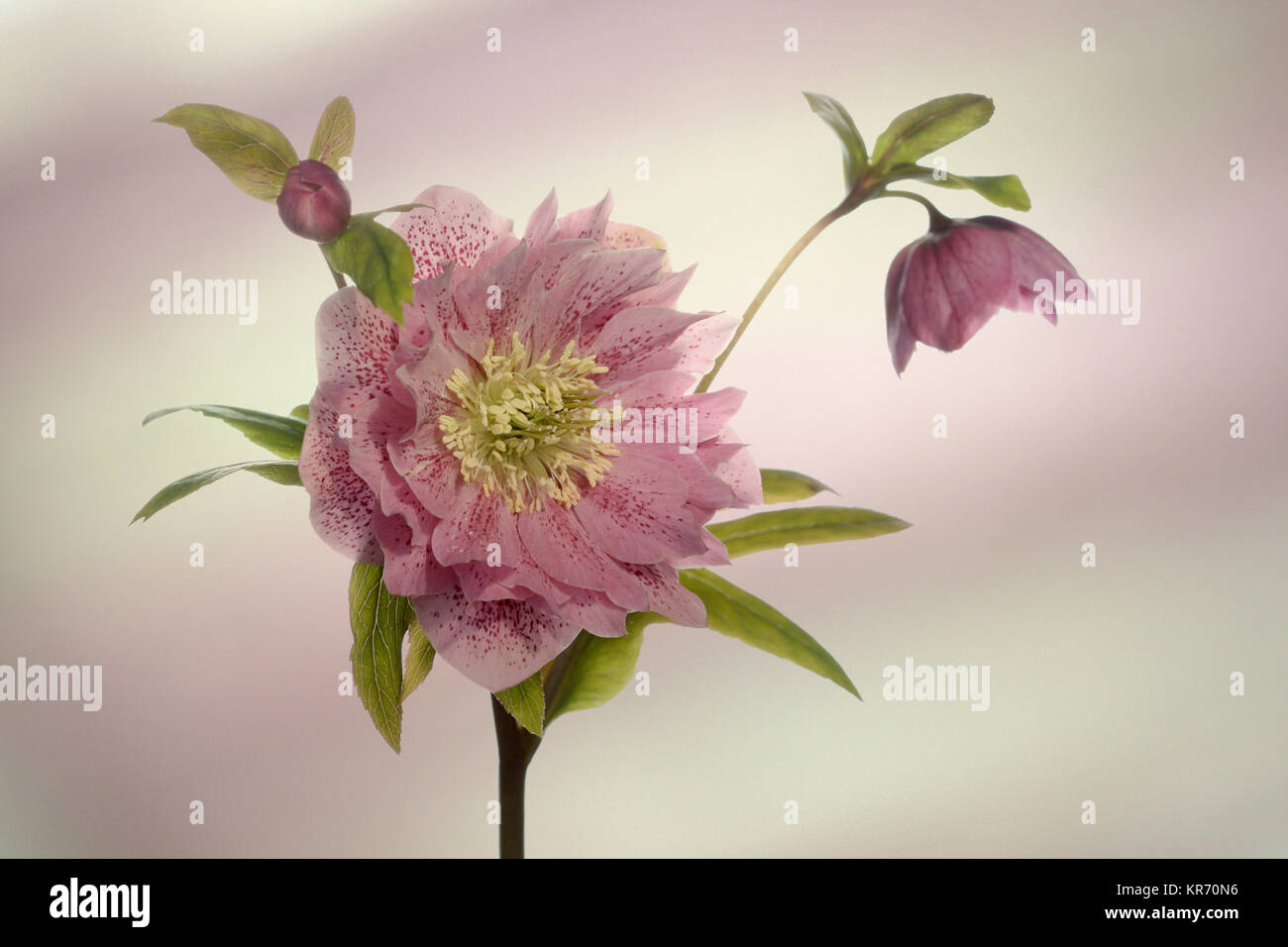 Open hellebore flower hi-res stock photography and images - Alamy