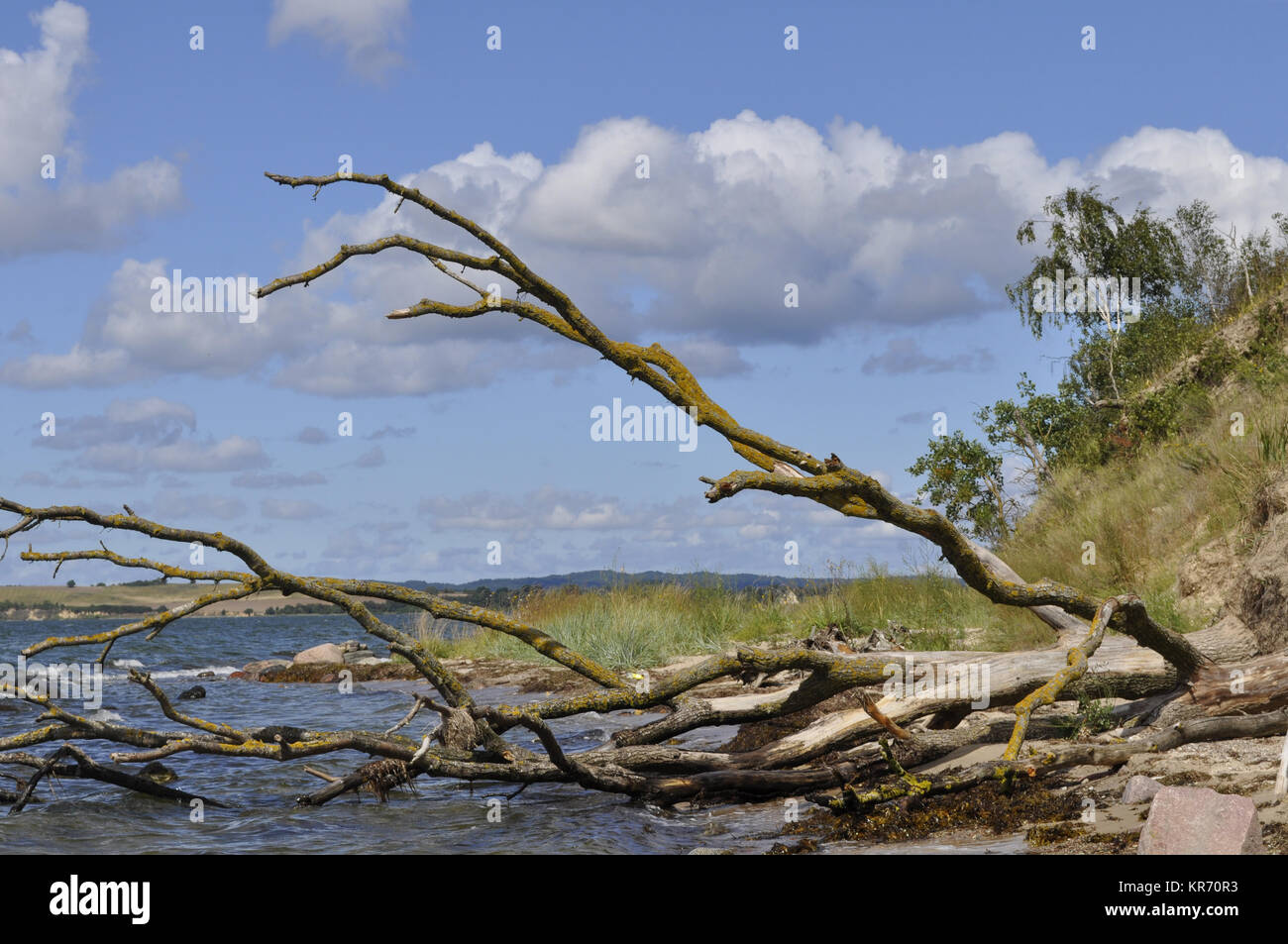Ocean view of fallen trees hi-res stock photography and images - Alamy