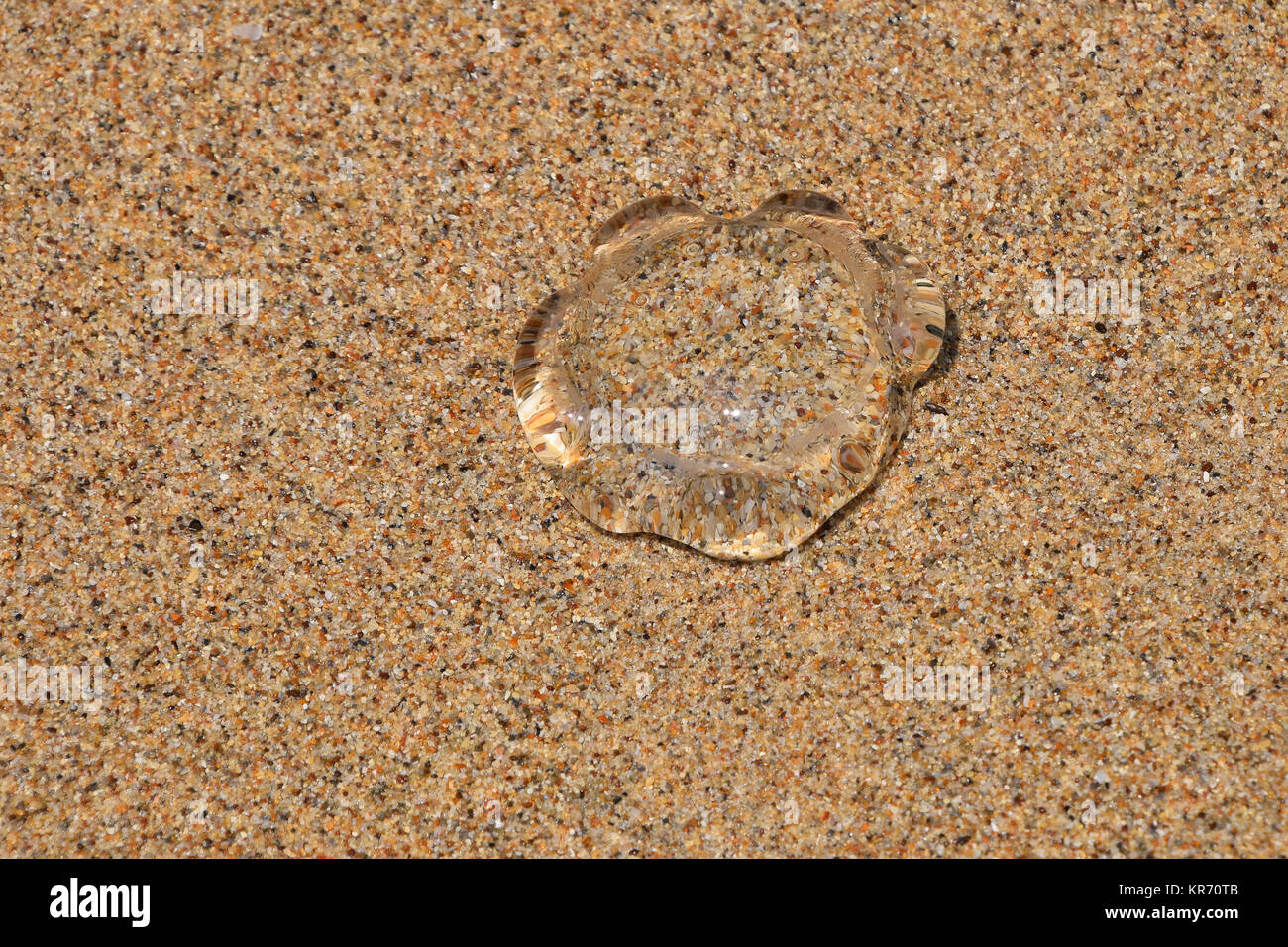 One transparent jellyfish on sand beach Stock Photo - Alamy